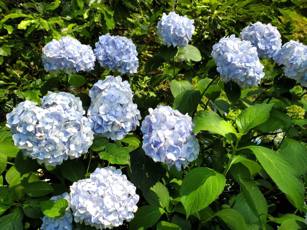 町田薬師池公園『しょうぶ・あじさいまつり』｜2026 | 東京とりっぷ