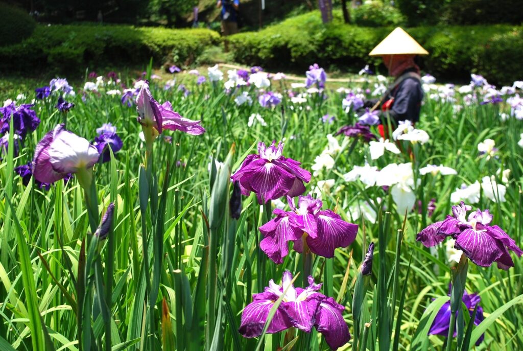 町田薬師池公園『しょうぶ・あじさいまつり』｜2026 | 東京とりっぷ